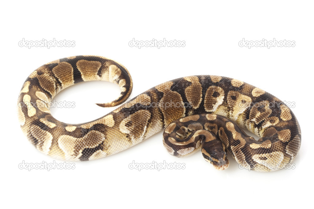 Paradox lesser platinum ball python Stock Photo by ©fivespots 25863681