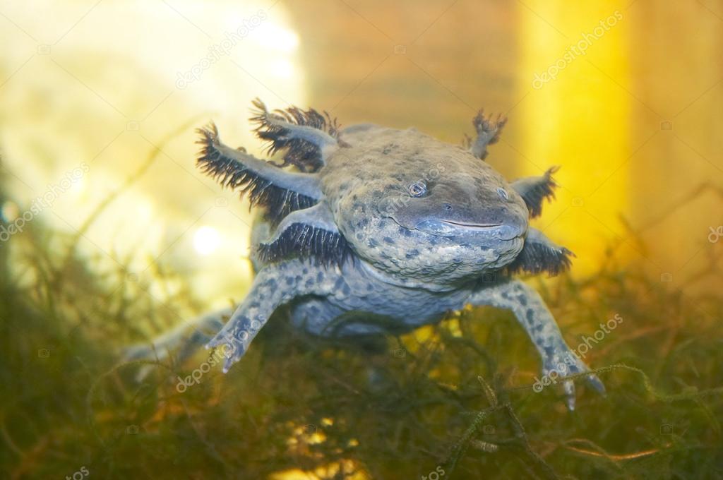 Gray axolotl Stock Photo by ©kiero 20825633