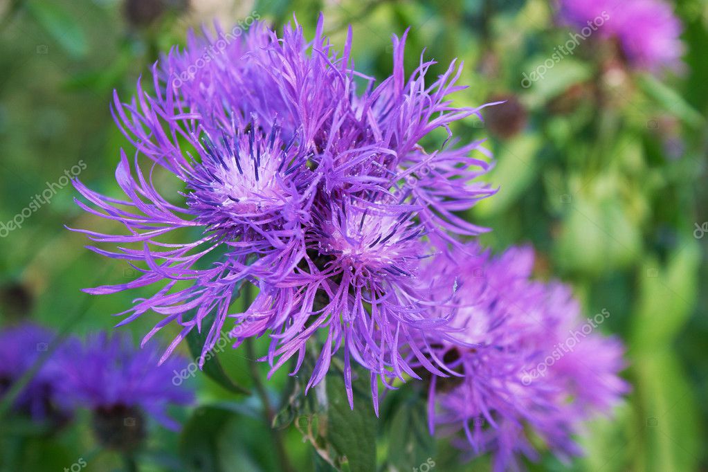 Centaurea - Foto Stock: Foto, Immagini © kiero 31212751 | Depositphotos