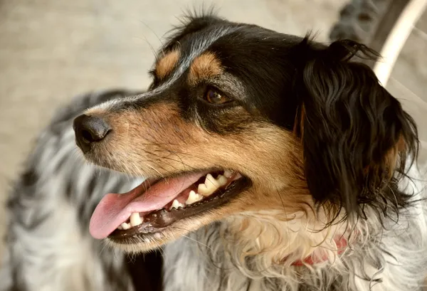 Dog with a happy smile Stock Photo by ©suemack 4714595