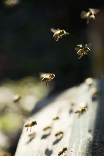 Teamwork of bees bridge a gap of bee swarm — Stock Photo © Viesinsh ...