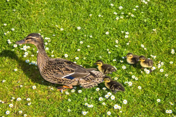 Duck with ducklings.walk in city Stock Photo by ©nemez210769 30769413