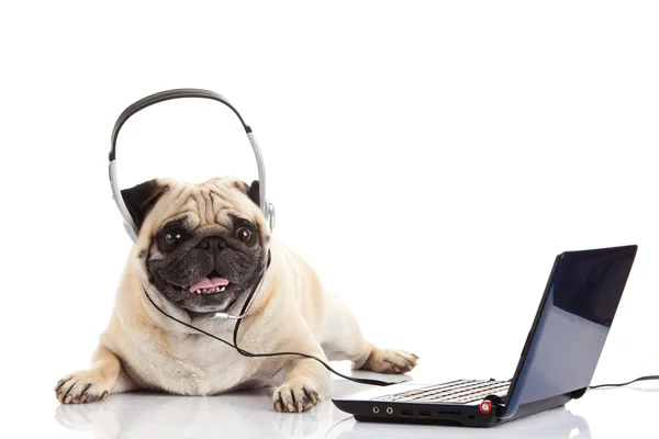 Animal call center Stock Photos, Royalty Free Animal call center Images ...