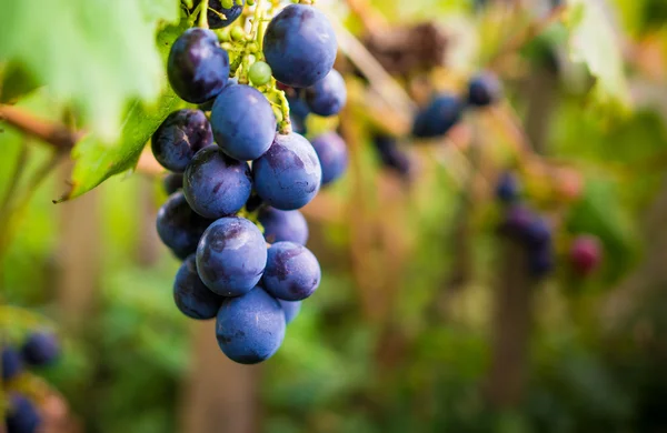 Large bunche of red wine grapes hang from a vine. Ripe grapas — Stock Photo © natandri #23895131
