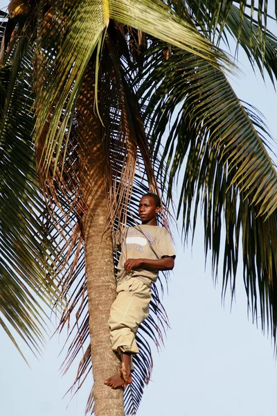 Black African climbed to the top of a palm tree. - Stock Image - Everypixel
