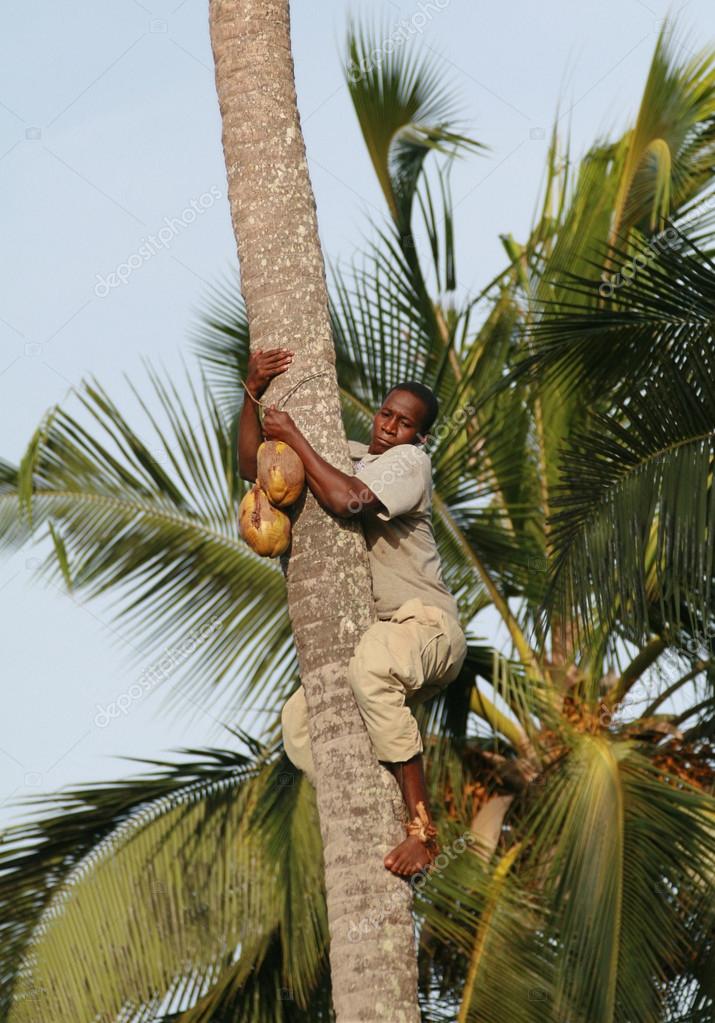 Hombre africano caído de las palmeras con coco en las manos. 2025