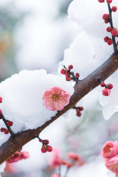 Japanese winter flower Stock Photos, Royalty Free Japanese winter ...