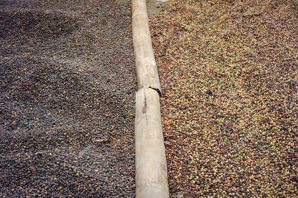 varios tipos de granos de café se secan y se separan para no mezclar ...