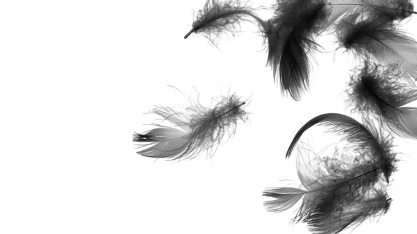 Feathers falling overlay Stock Photos, Royalty Free Feathers falling ...