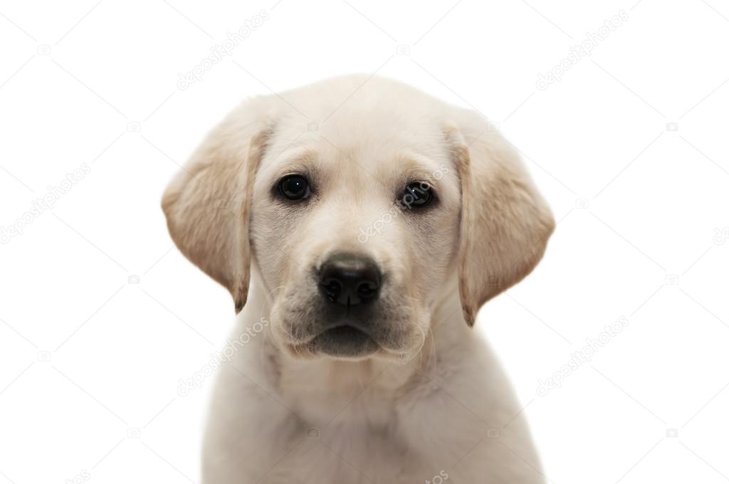 White Labradane
