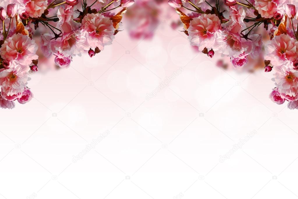 Sakura flowers corner border Stock Photo by ©jekaterina.k 25618903