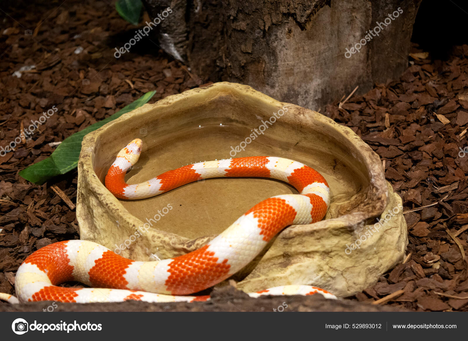 Beautiful Specimen Mexican Snake Species Nelson's Milk Snake ...