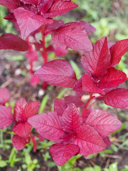 Red amaranth plant Stock Photos, Royalty Free Red amaranth plant Images ...