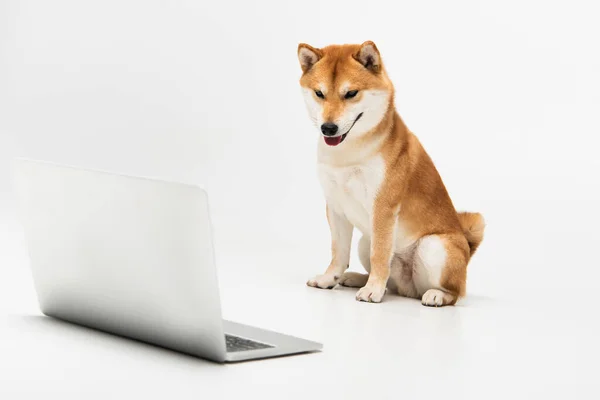 Dog programmer Stock Photos, Royalty Free Dog programmer Images ...