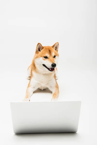 Dog typing Stock Photos, Royalty Free Dog typing Images | Depositphotos