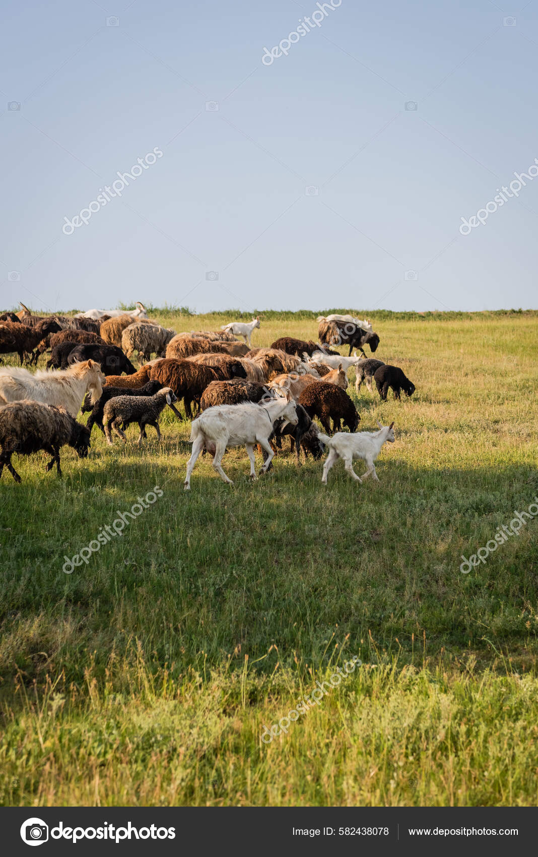Herd Sheep Goats Grazing Green Meadow Clear Sky — Stock Photo © HayDmitriy #582438078