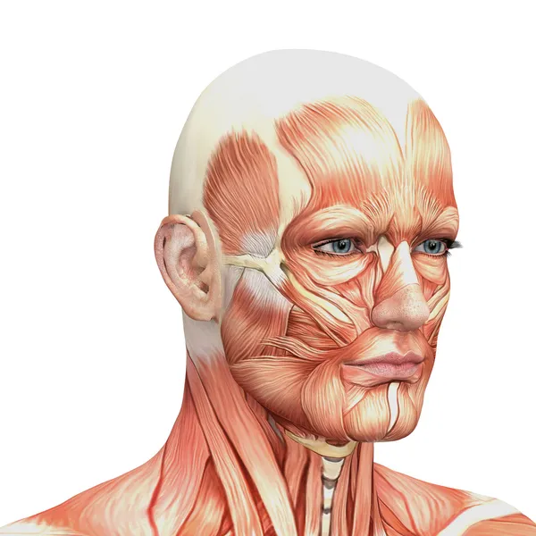 Head anatomy Stock Photos, Royalty Free Head anatomy Images | Depositphotos