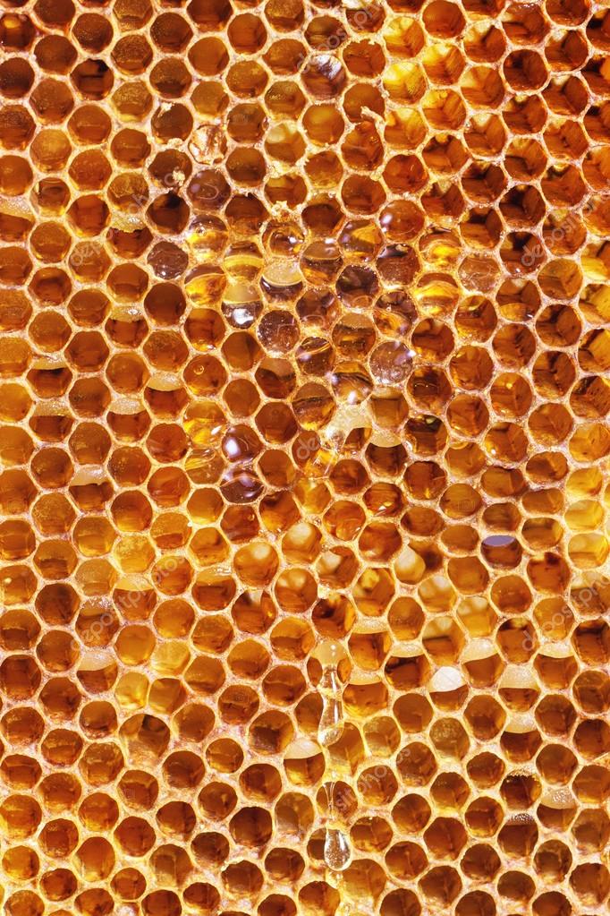 Honeycombs — Stock Photo © NatashaBreen #50458513