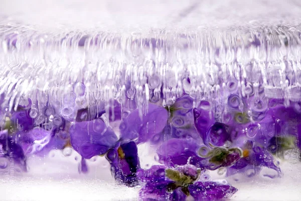 Freeze flower Stock Photos, Royalty Free Freeze flower Images ...