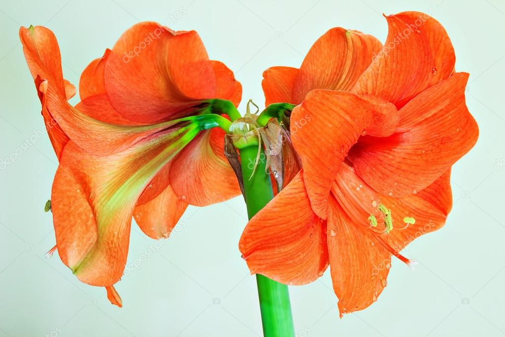 Hermosas flores de naranja Amaryllis flor: fotografía de stock ...