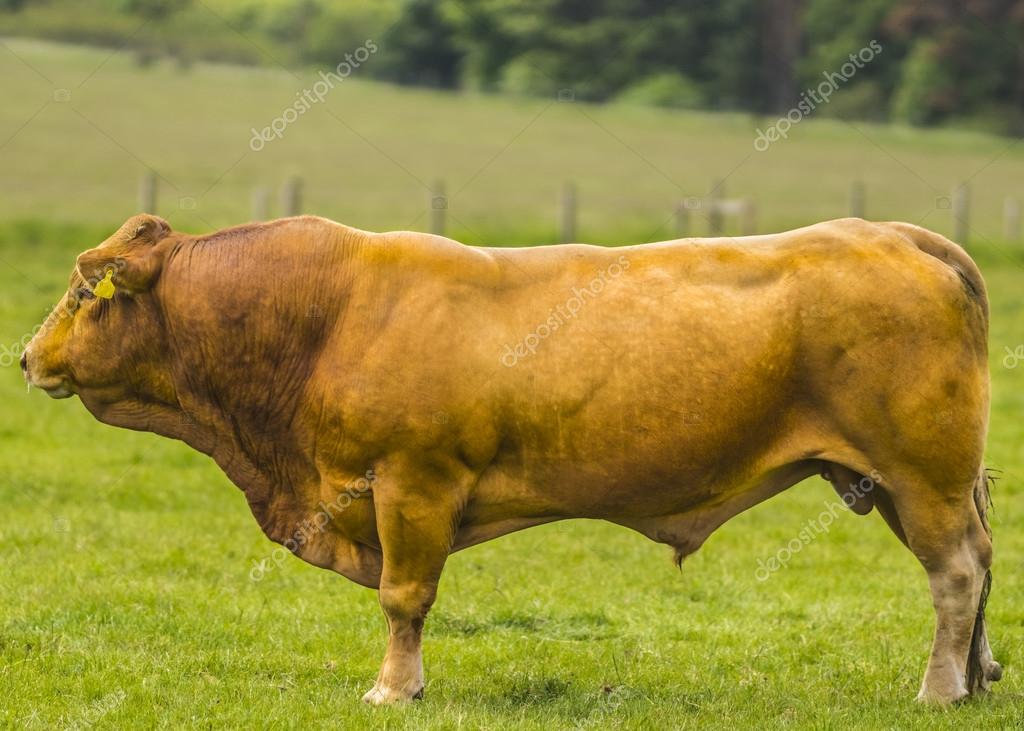 Limousin Bull — Stock Photo © Deaddogdodge #30418495