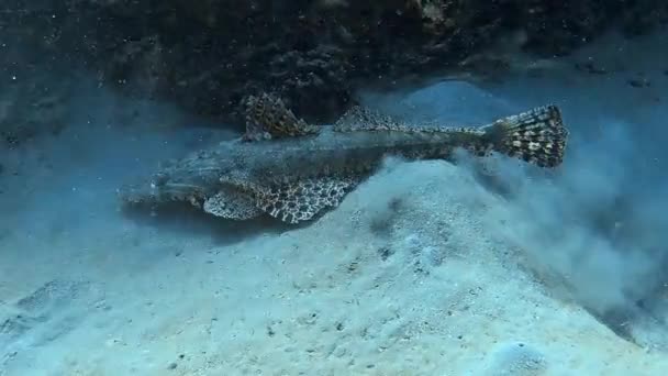 134 Sunfish Videos, Royalty-free Stock Sunfish Footage | Depositphotos