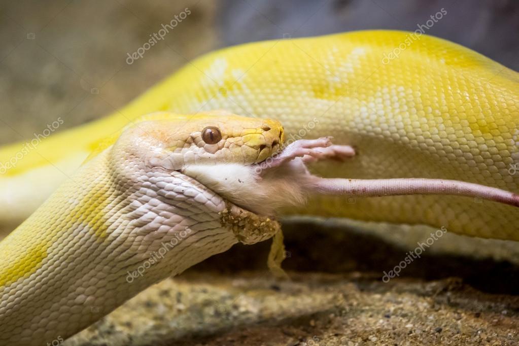 Golden python — Stock Photo © Darkkong #36284139