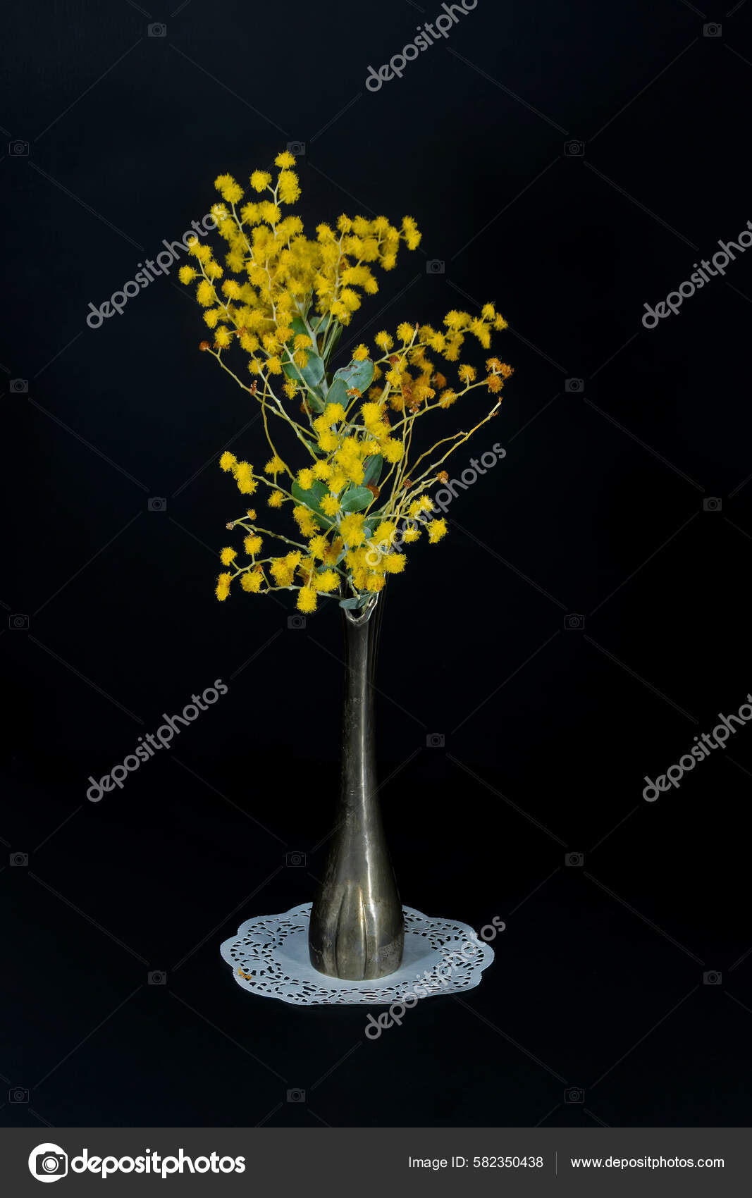 Beautiful Fresh Golden Wattle Aka Mount Morgan Wattle Silver Wattle ...