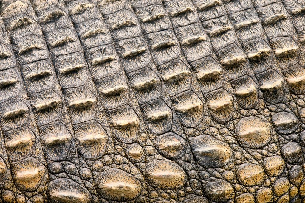 Crocodile skin texture — Stock Photo © photosky #25294321