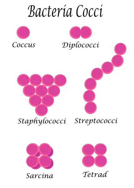 Staphylococcus Vector Art Stock Images | Depositphotos