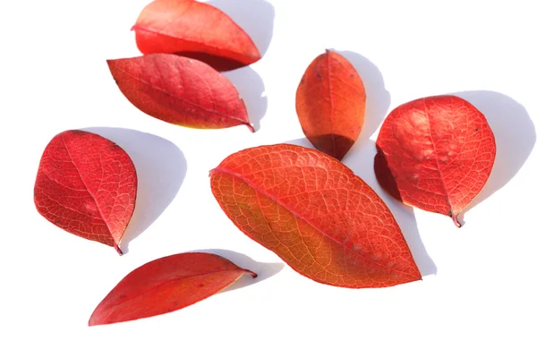 Autumn leaves set Stock Photo by ©Studiobarcelona 31479457