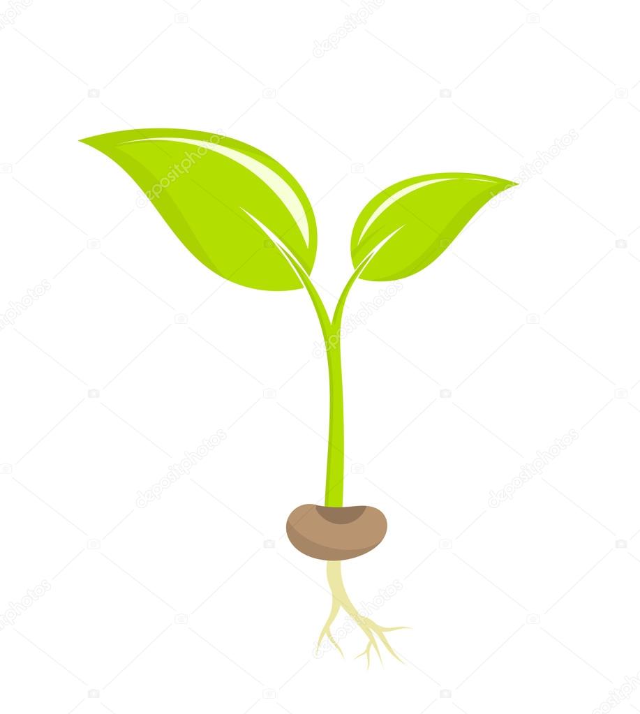 Tree Seedling Vector