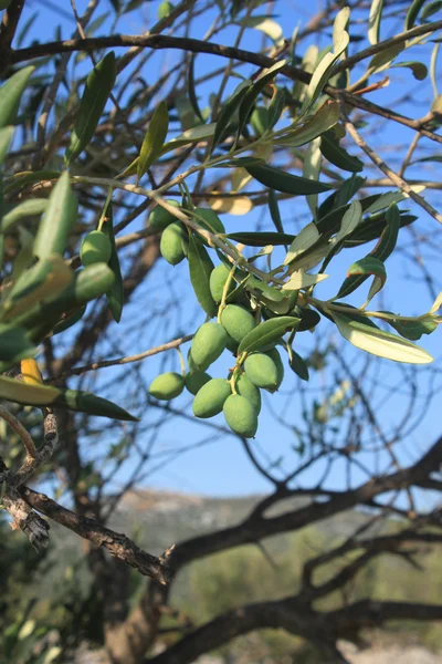 Arak tree Stock Photos, Royalty Free Arak tree Images | Depositphotos