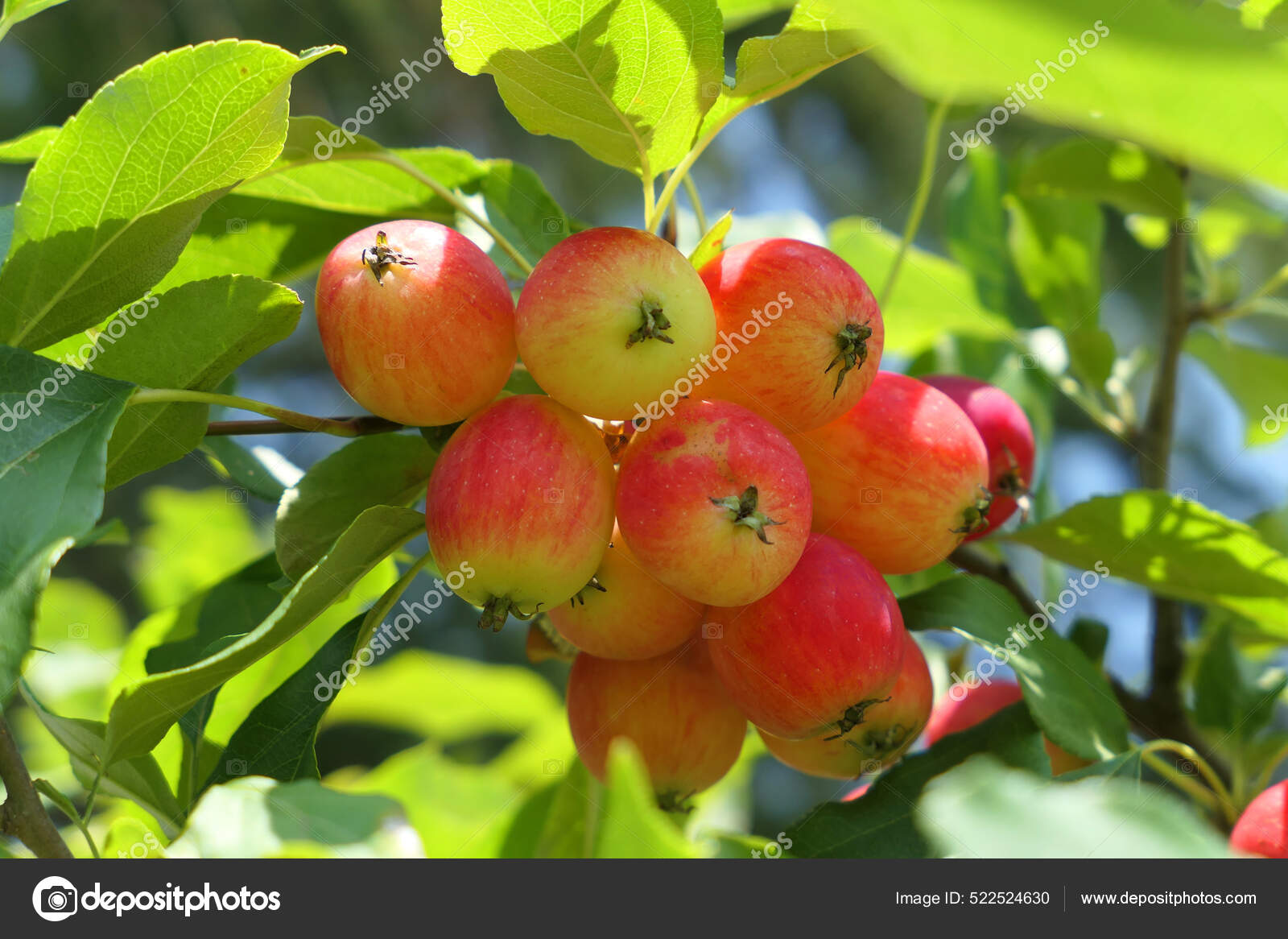 Crabapple Tree Full Apple Fruits Malus Baccata Dolgo Variety Stock ...