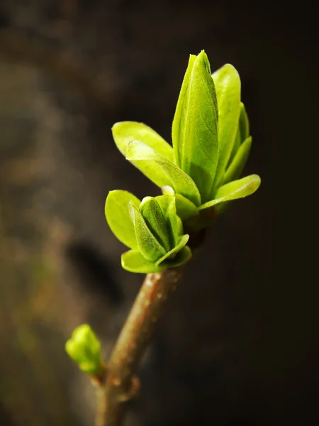 The first green Stock Photos, Royalty Free The first green Images ...