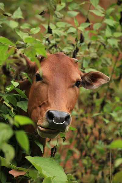 Ruddy kisangou Stock Photos, Royalty Free Ruddy kisangou Images ...