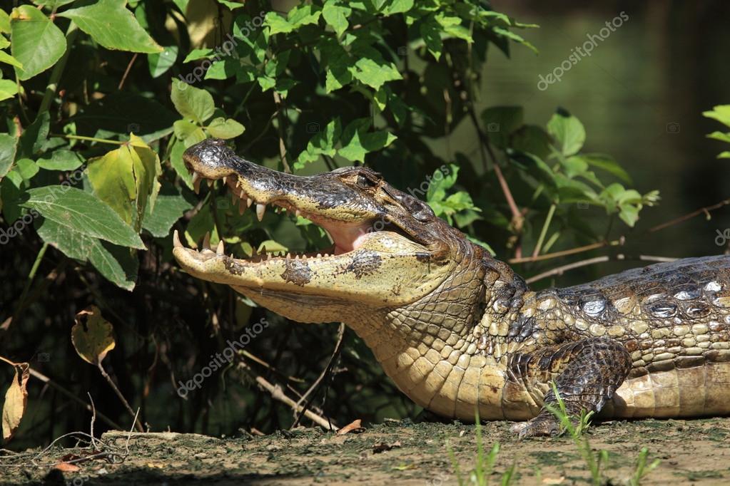 Alligator Stock Photo by ©hecke06 26560183