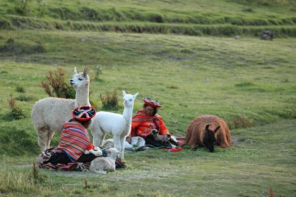 Llama Herder in Peru – Stock Editorial Photo © hecke06 #29919943