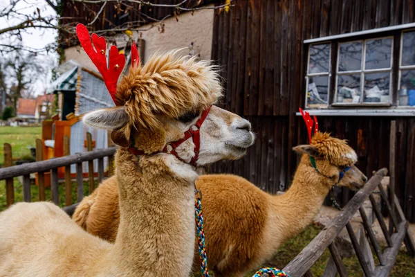 Lama de noël images libres de droit, photos de Lama de noël | Depositphotos