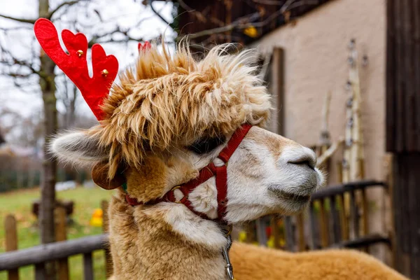 Lama de noël images libres de droit, photos de Lama de noël | Depositphotos