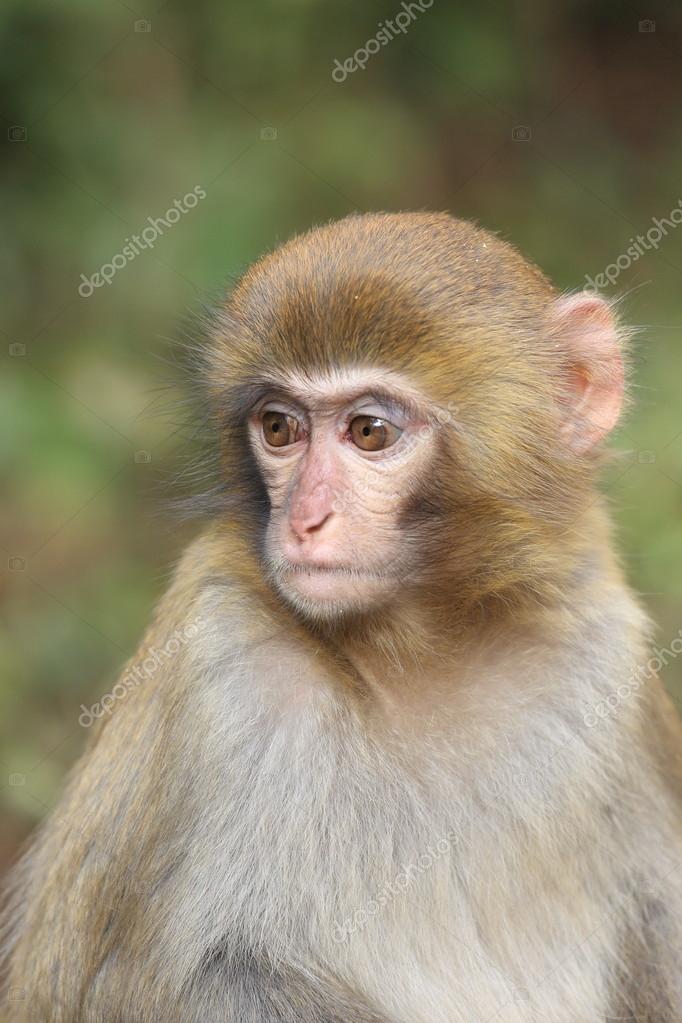 Portrait of monkey — Stock Photo © multilisks #20789573