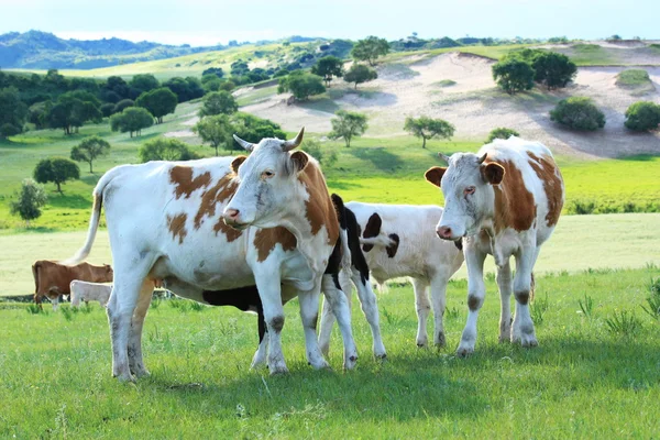 Beautiful cows Stock Photos, Royalty Free Beautiful cows Images ...