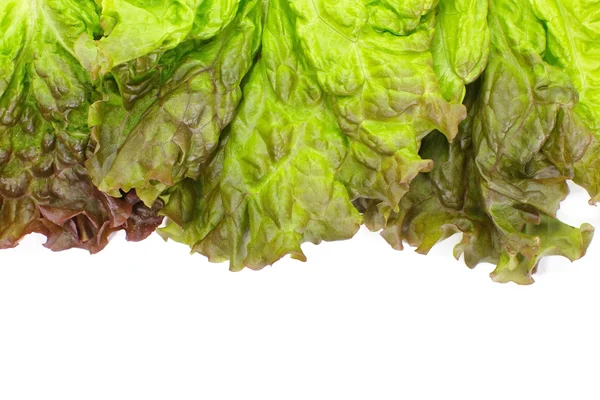 Frisee Stock Photos & Royalty-Free Images | Depositphotos