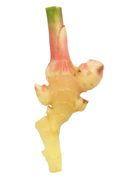 Stalks stems Stock Photos, Royalty Free Stalks stems Images ...