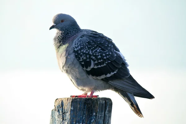 Blue gray bill Stock Photos, Royalty Free Blue gray bill Images ...