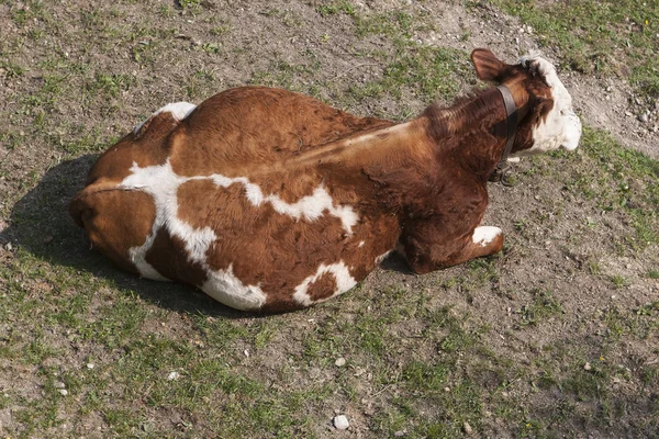 Sometime i just want to throw cow poop on people so they grow up images ...