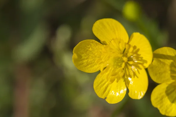 Buttercup flower Stock Photos, Royalty Free Buttercup flower Images ...