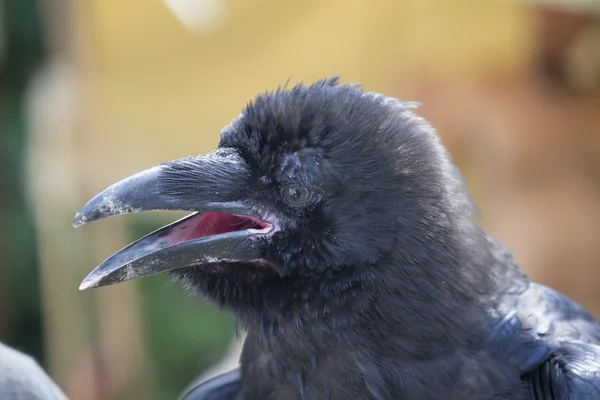 Raven — Stock Photo © siloto #2443502