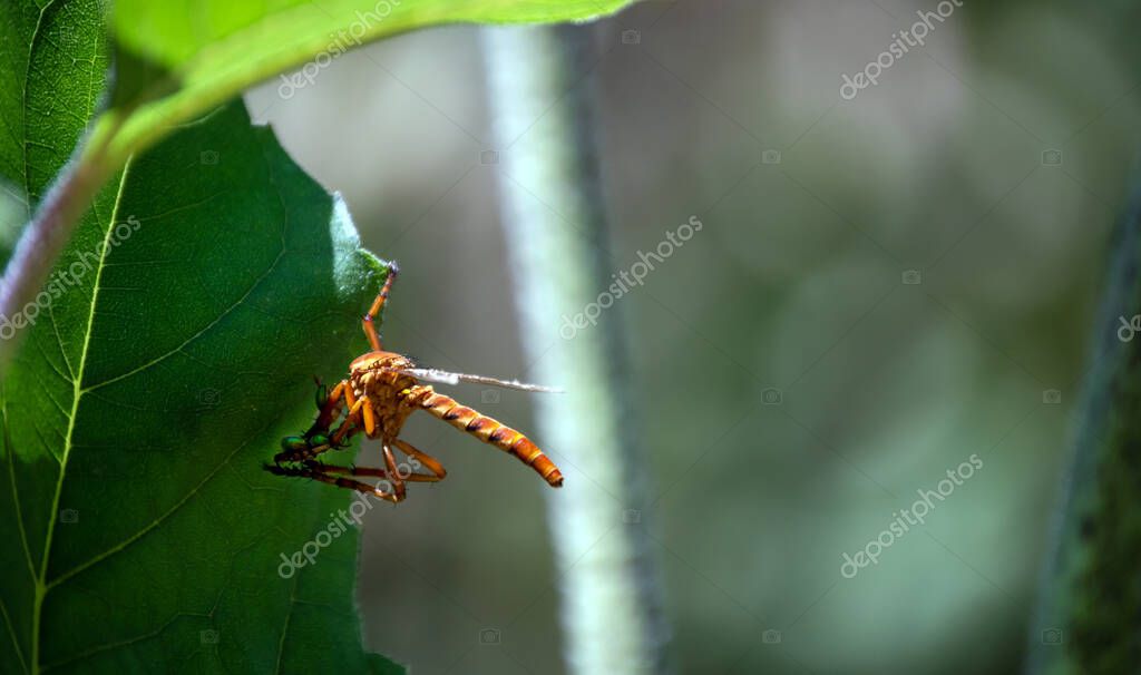 Un dasypogoninae es un insecto interesante. Este cuelga precariamente ...