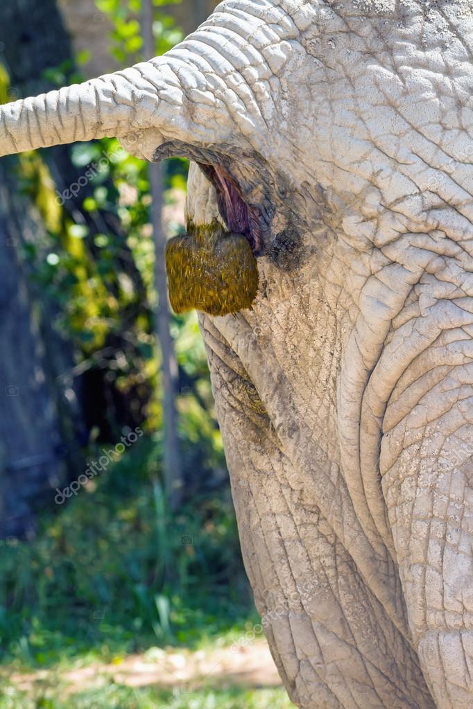Elephant Feces
